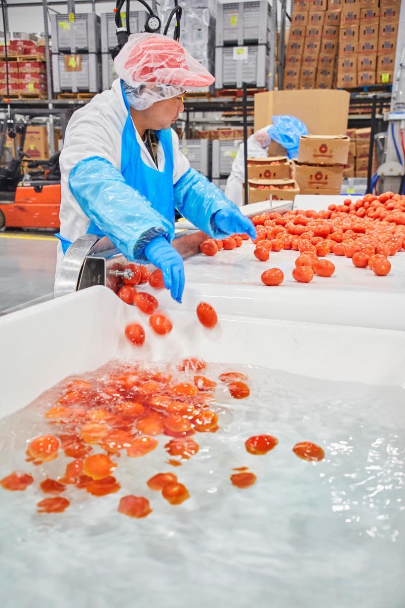BIX Produce Food Processing | Ryan Companies